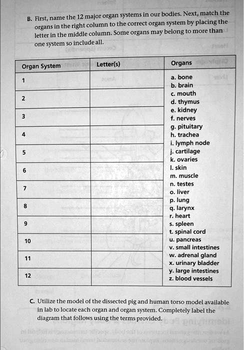 SOLVED: the 12 major organ systems in our bodies. Next; match the First ...