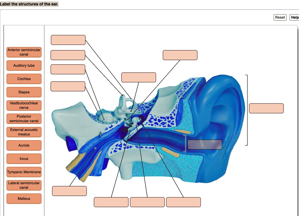 label the structures of the ear anterior semicircular canal auditory ...