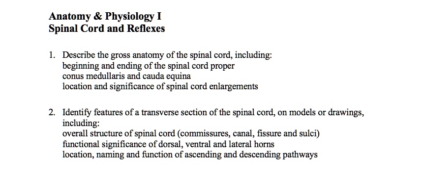 SOLVED: Anatomy Physiology I: Spinal Cord and Reflexes Describe the ...