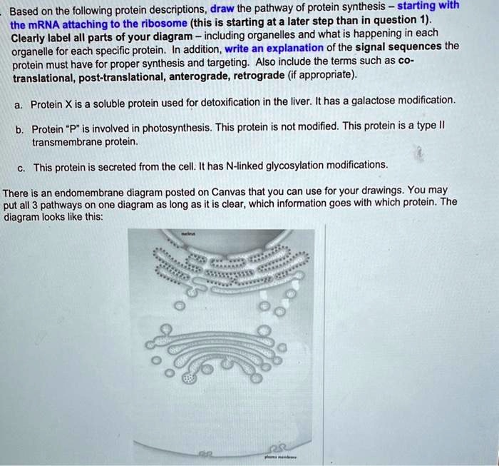 - Based on the following protein descriptions, draw the pathway of ...