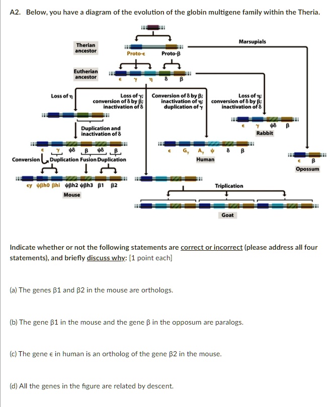 Below, you have a diagram of the evolution of the globin multigene ...
