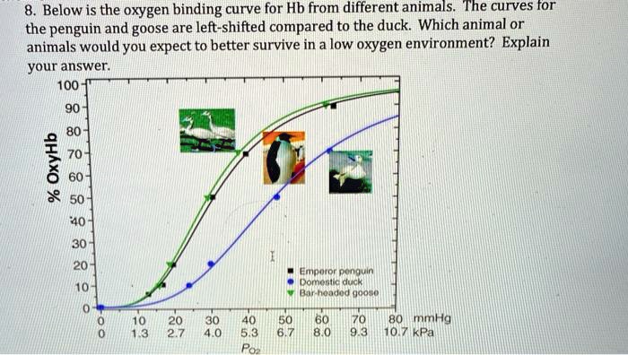 SOLVED:Below is the oxygen binding curve for Hb from different animals ...