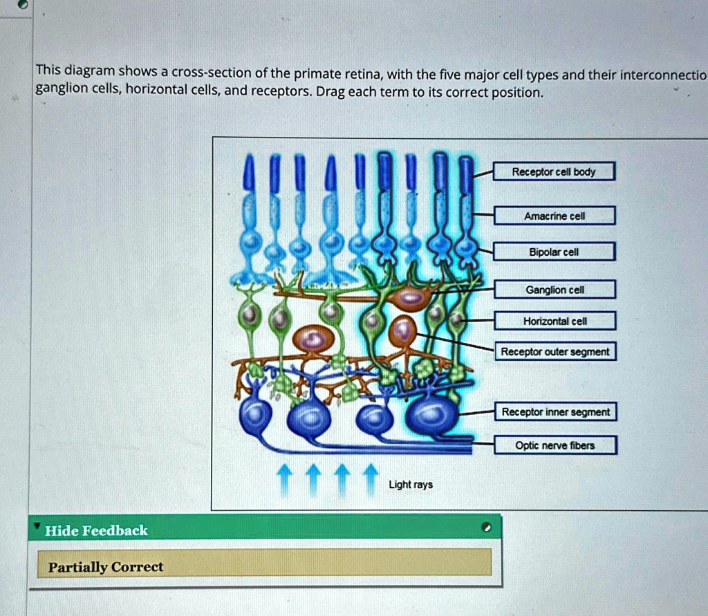Which one goes where? Ganglion cells, horizontal cells, and receptors ...