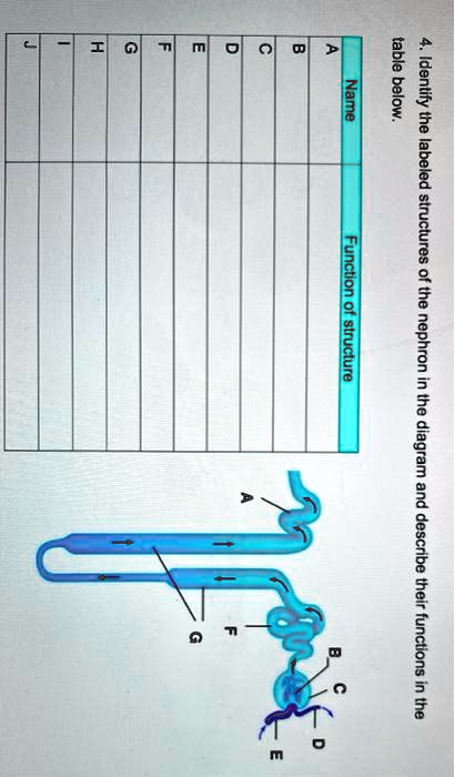 4. Identify the labeled structures of the nephron in the diagram and ...