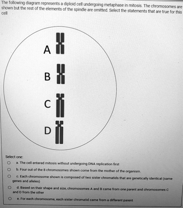 the following diagram represents diploid cell undergoing metaphase in ...