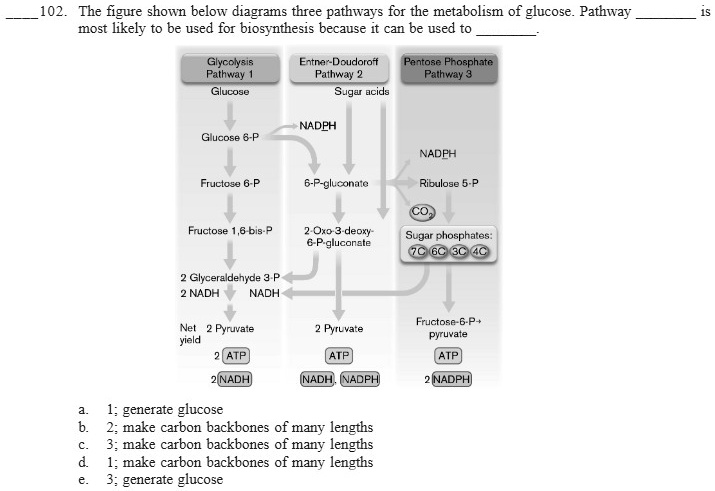 SOLVED: The figure shown below diagrams three pathways for the ...