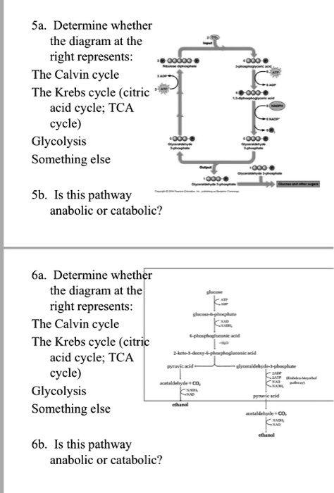 sa determine whether the diagram at the right represents the calvin ...