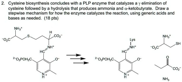 cysteine biosynthesis concludes with a plp enzyme that catalyzes a y ...