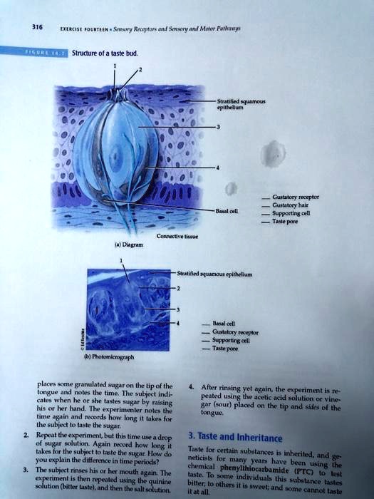 VIDEO solution: Ecst FOURTEENsory Receptors and Sensory and Motor ...