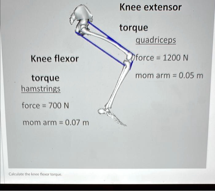 Knee flexor torque hamstrings force = 700 N mom arm = 0.07 m Knee ...