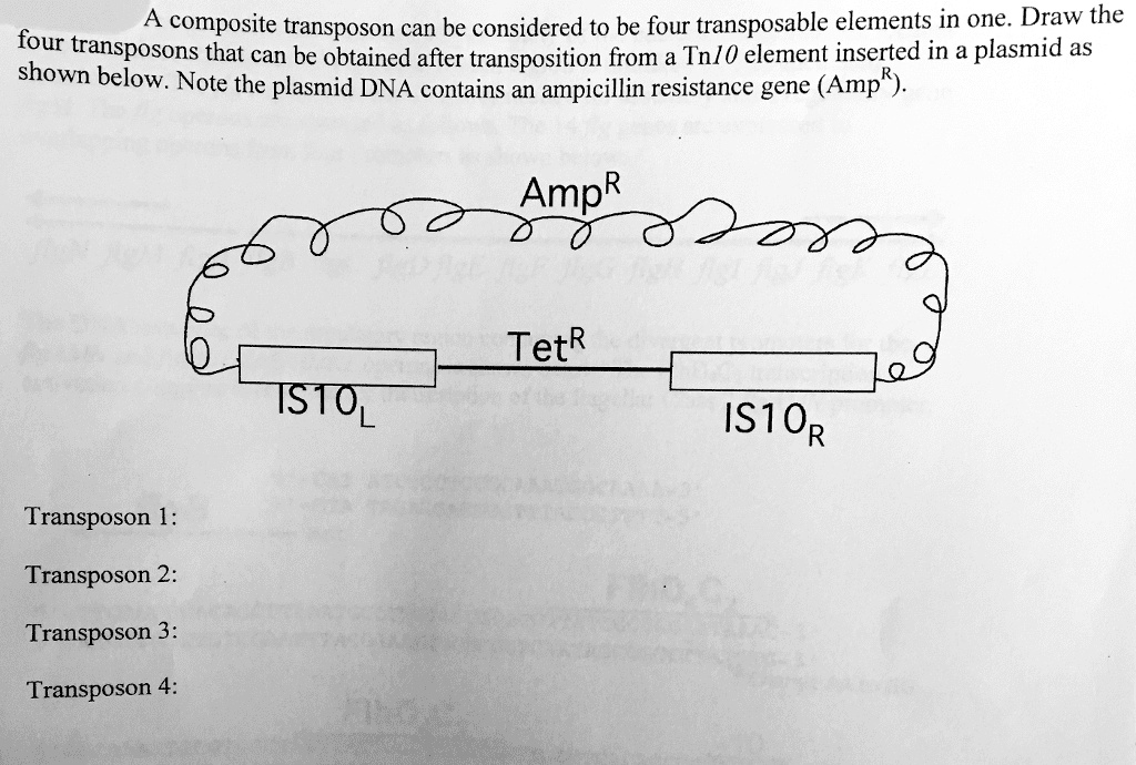 Solved Transposon Question Elements In One Draw The Transposon Can Be