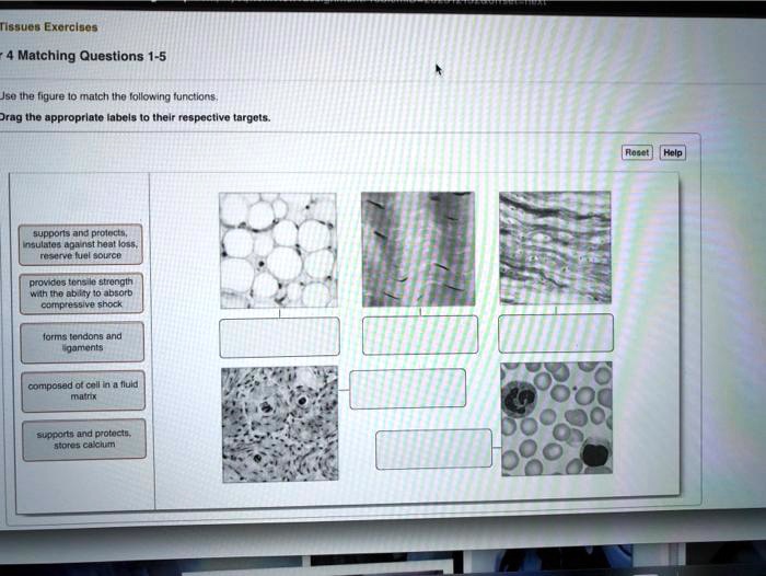 Tissues Exercises 4 Matching Questions 1-5 Use the figure to match the following functions. Drag ...