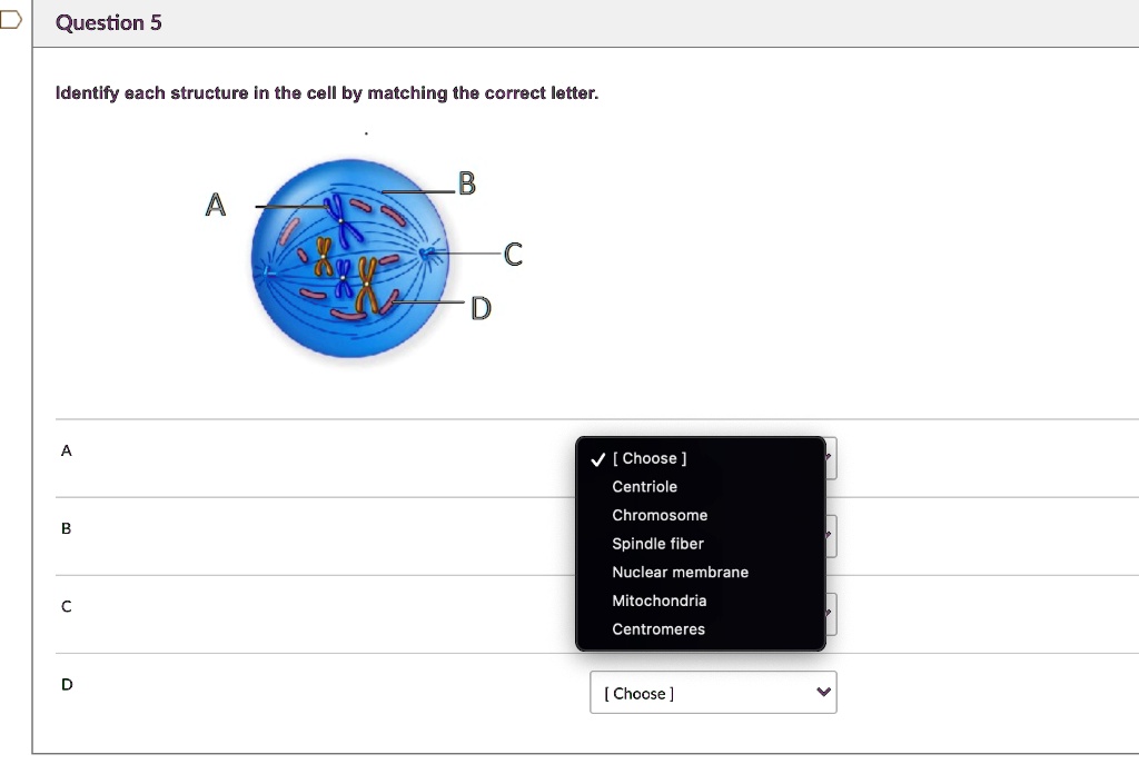 SOLVED: Question 5 Identify each structure in the cell by matching the correct letter: Choose ...