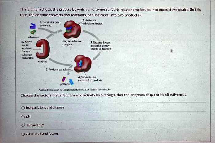 SOLVED: This diagram shows the process by which an enzyme converts reactant molecules into ...
