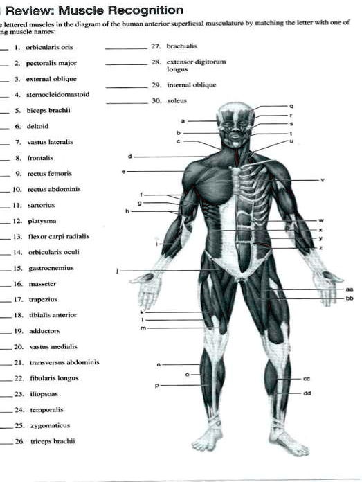 SOLVED: Review: Muscle Recognition - Lettered Muscles in the Diagram of ...