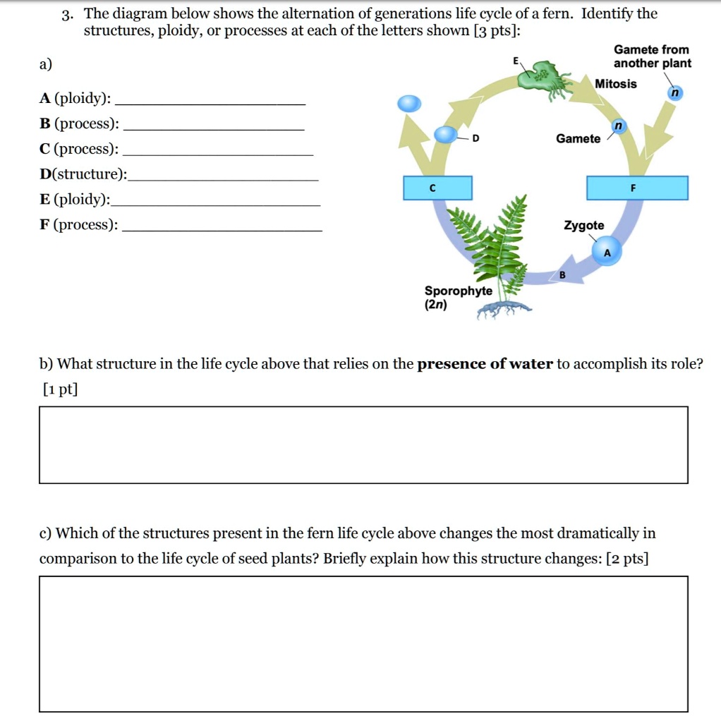3 the diagram below shows the alternation of generations life cycle of a fern identify the ...