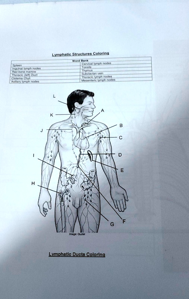 SOLVED: Lymphatic Structures Coloring Word Bank: - Cervical lymph nodes ...