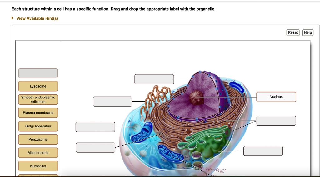 Each structure within a cell has a specific function. Drag and drop the appropriate label with ...