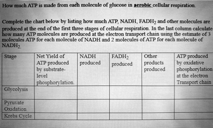 SOLVED:How much ATP is made from eadh molecule of glucose in aerobic ...