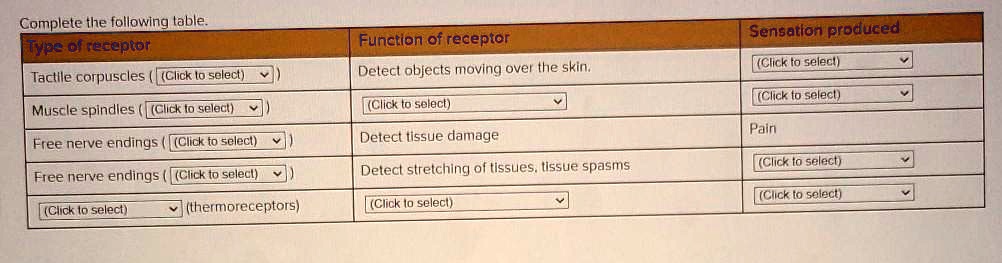Solved Type Of Receptor Tactile Corpuscles Function Of Receptor Detect