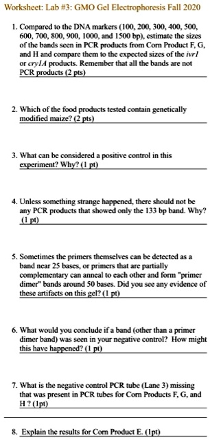Gel Electrophoresis Worksheet Answer
