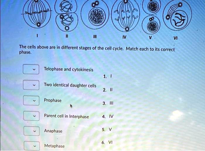 SOLVED: The cells above are in different stages of the cell cycle ...