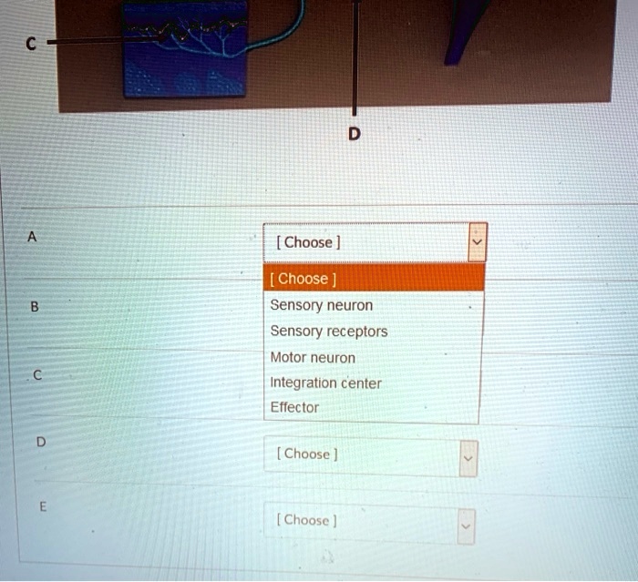 SOLVED: [ Choose ] [Choose ] Sensory neuron Sensory receptors Motor neuron Integration center ...