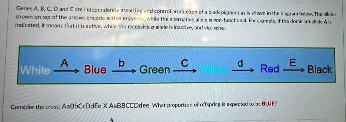 SOLVED: Genes A.B,C,D and E are independently assorting and control ...