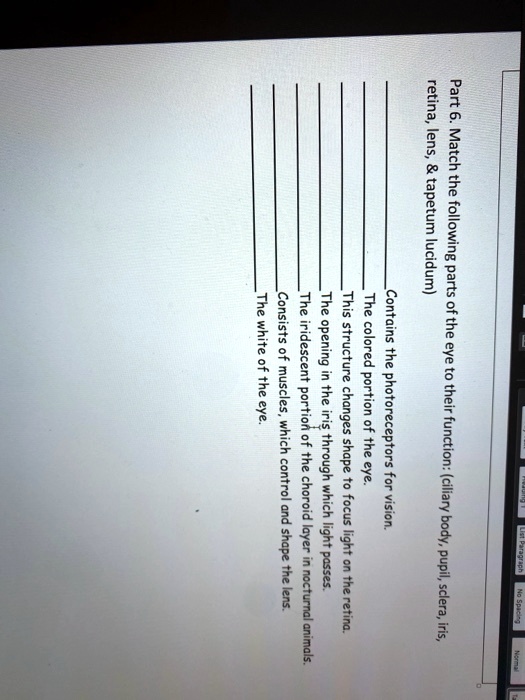 Retina, lens, tapetum lucidum. The white of the eye consists of muscles ...