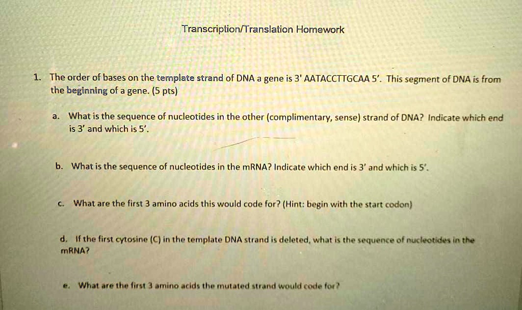 transcriptiontranslation hornework the order of bases on the terplate strand of dna a gene is 3 ...