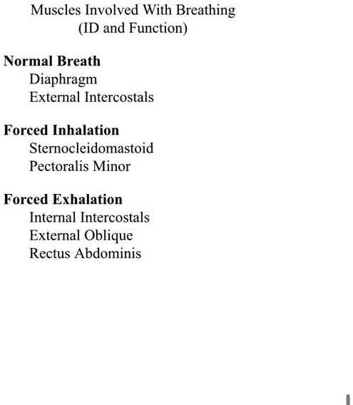 SOLVED: Muscles Involved With Breathing (ID and Function) Normal Breath ...