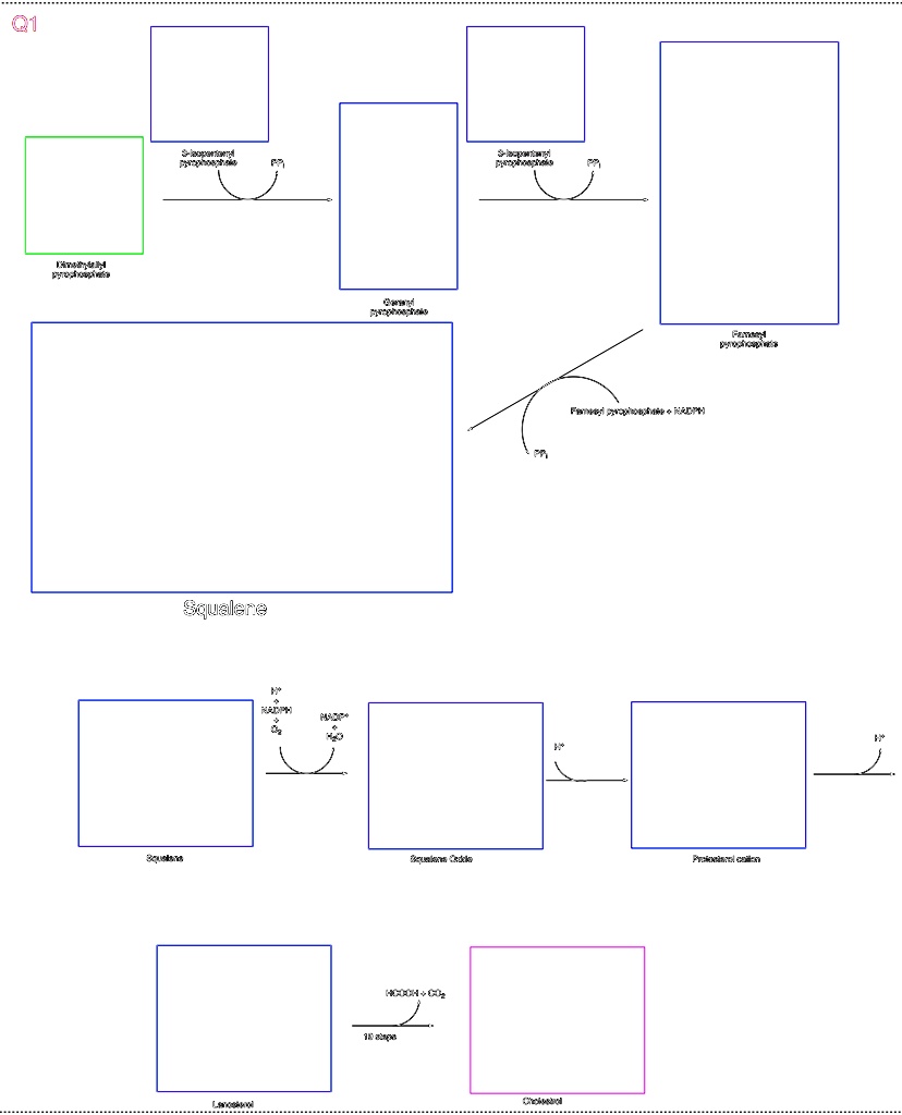 Q1 Kinnethyl pyrophosphate PP S-isopentenyl pyrophosphate Geranyl ...