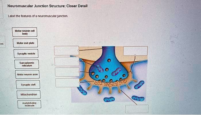 SOLVED: Neuromuscular Junction Structure: Closer Detail Label the ...