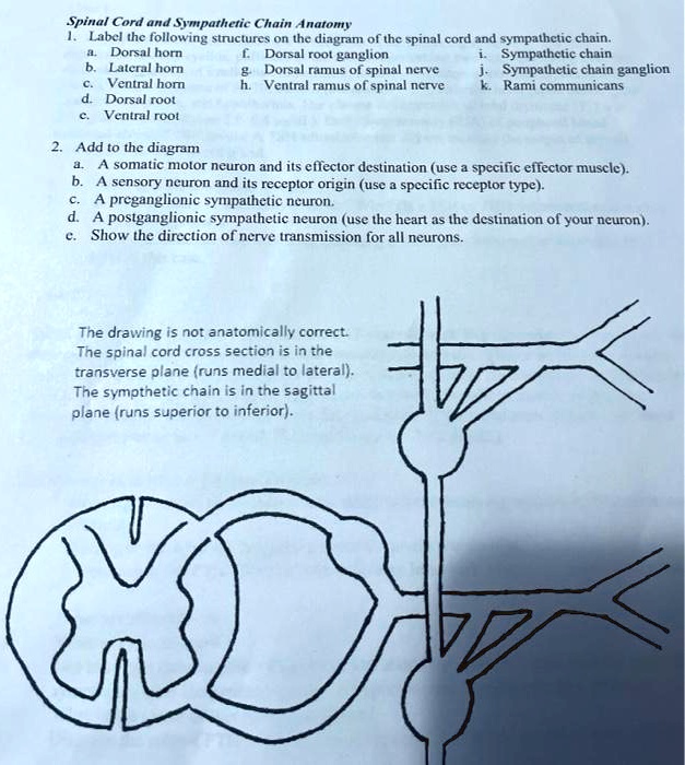 SOLVED: Spinal Cord and Sympathetic Chain Anatomy Label the following ...