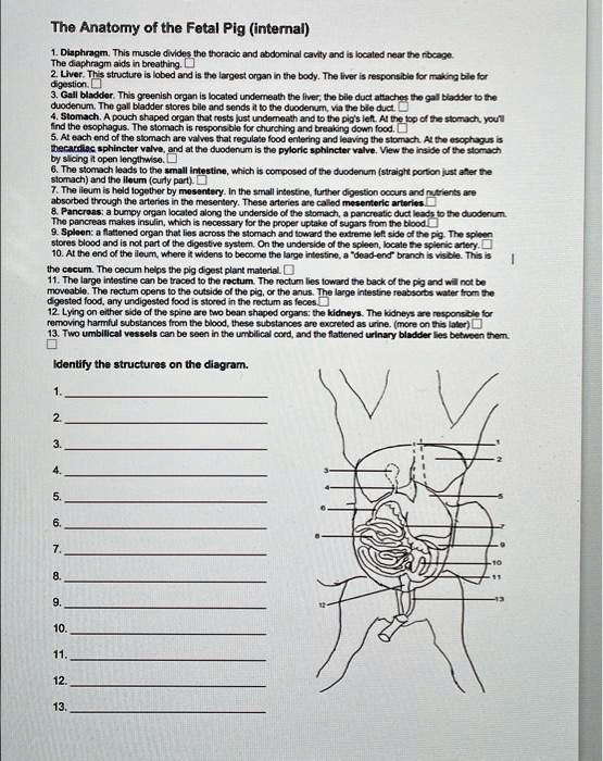 the anatomy of the fetal pig internal 1 diaphragm this muscle divides ...