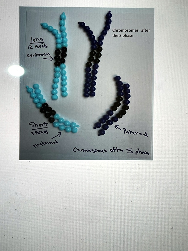 SOLVED: Texts: Build homologous pairs of chromosomes. Each chromatid of ...
