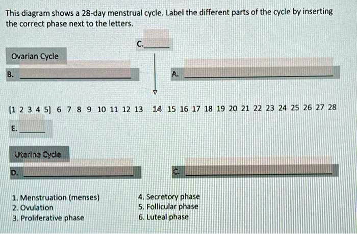 this diagram shows a 28 day menstrual cycle label the different parts ...