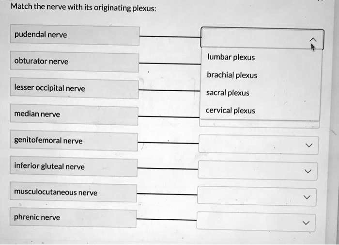 SOLVED: Match the nerve with its originating plexus: pudendal nerve ...