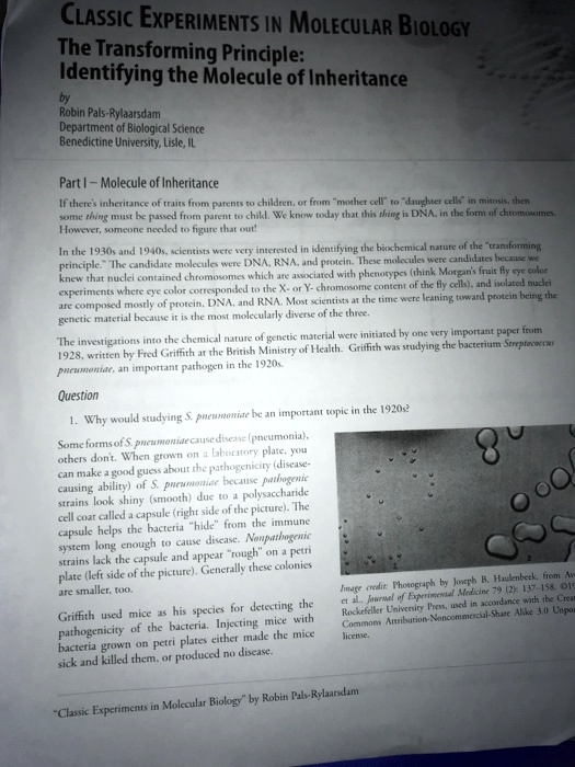 SOLVED: Classic Experiments in Molecular Biology: The Transforming ...