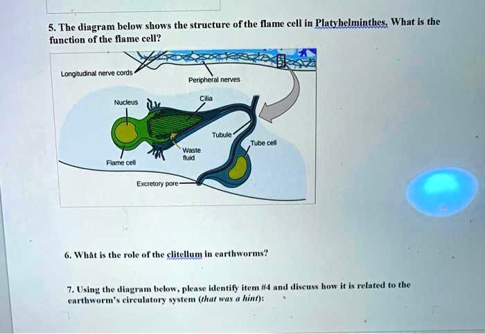 the diagram below shows the structure ofthe flame cell in ...