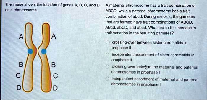 SOLVED: The image shows the location of genes A, B, C, and D. A ...