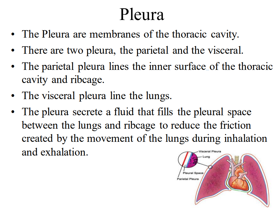 pleura the pleura are membranes of the thoracic cavity there are two ...