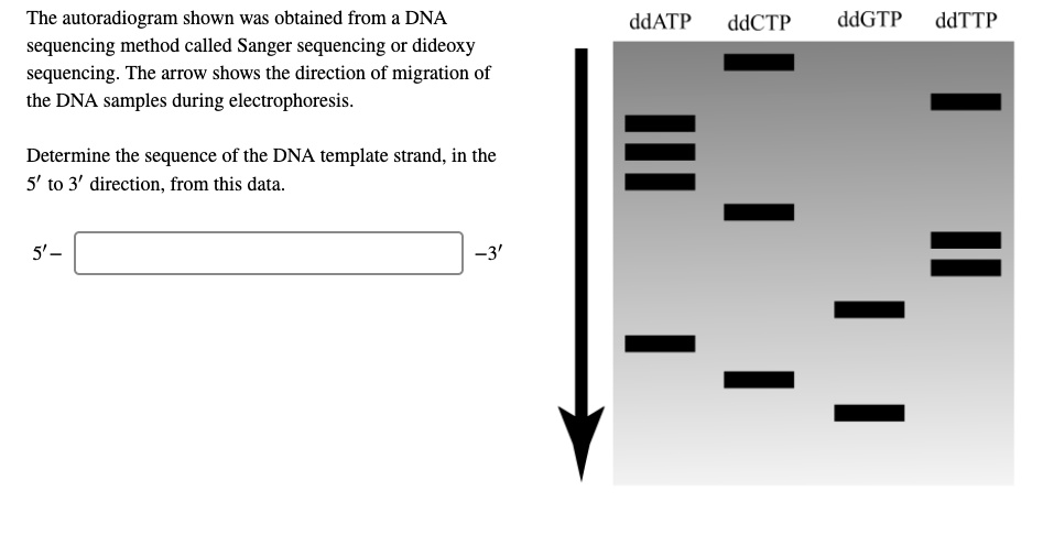 SOLVED: The autoradiogram shown was obtained from DNA sequencing method ...