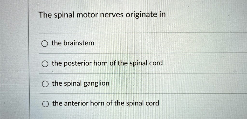 The spinal motor nerves originate in the brainstem the posterior horn ...