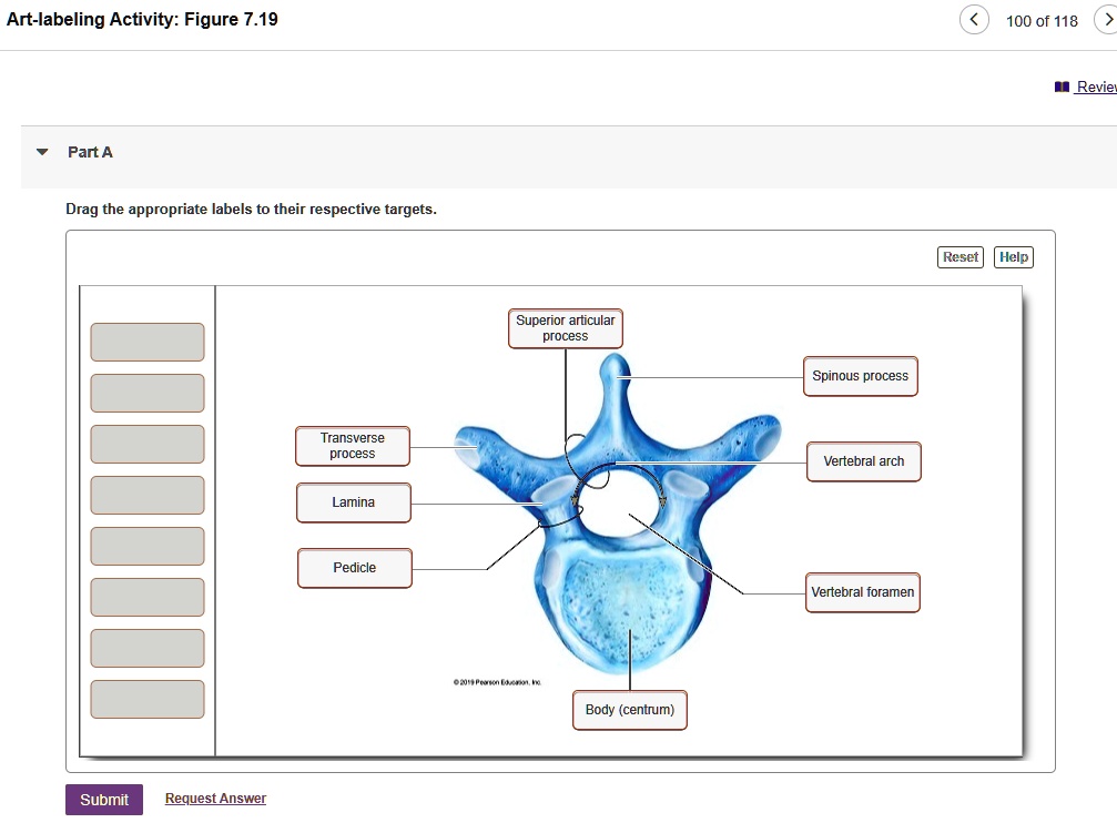 Art-labeling Activity: Figure 7.19 Part A Drag the appropriate labels to their respective ...