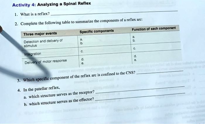 SOLVED: Activity 4: Analyzing a Spinal Reflex 1. What is a reflex? 2 ...