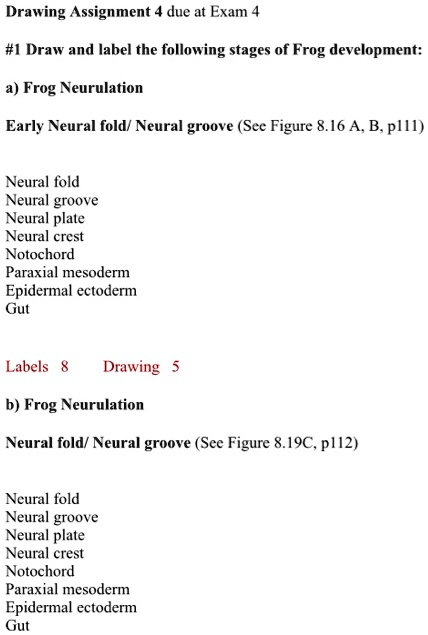 SOLVED: Drawing Assignment due at Exam #I Draw and label the following stages of Frog ...