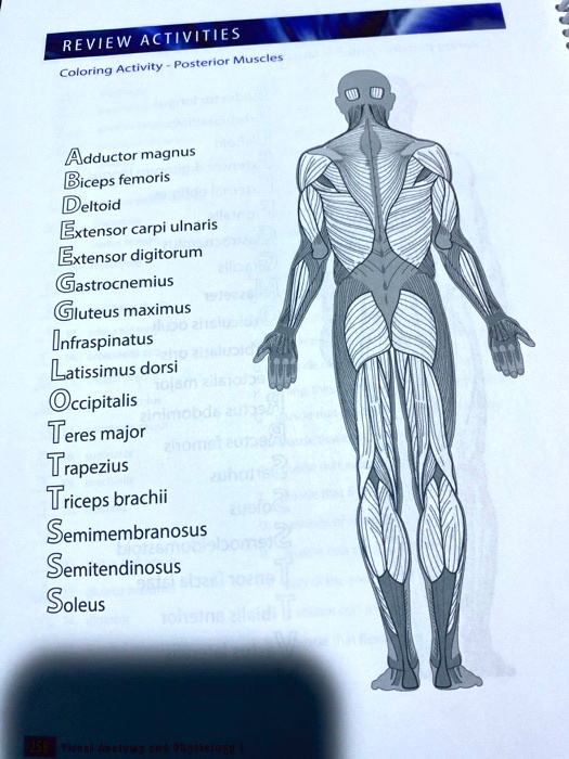 SOLVED: REVIEW ACTIVITIES Coloring Activity -Posterior Muscles ...