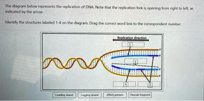 the diagram below represents the replication of dna note that the ...