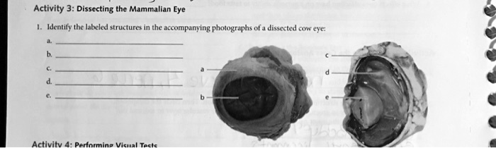 Activity 3: Dissecting the Mammalian Eye 1. Identify the labeled ...